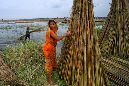 Farmer Stacks Stalks Freshly Harvested Jute Editorial Stock Photo ...