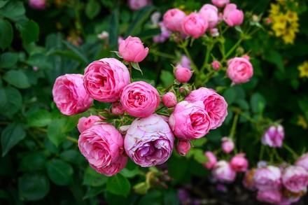 Climbing Roses Allgaeu Bavaria Germany Editorial Stock Photo - Stock ...