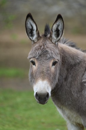 250 Donkey head Stock Pictures, Editorial Images and Stock Photos ...