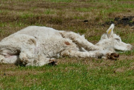 Freshly Sheared Alpacas Sleep Fleeting Sunshine Editorial Stock Photo ...
