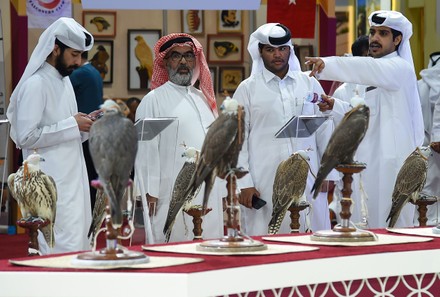 Qatar Doha Hunting and Falcons Exhibition - 05 Sep 2022 Stock Pictures ...