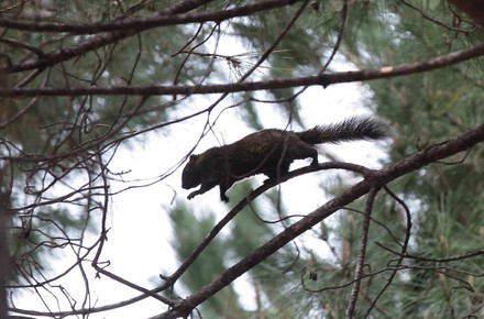 Redbellied Squirrel Latin Name Callosciurus Invasive Editorial Stock ...