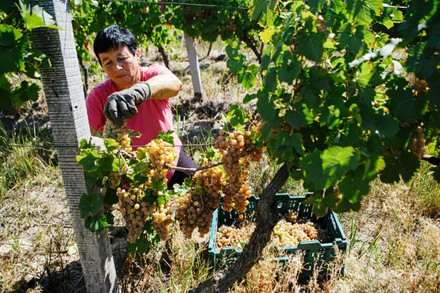 500 Grape varieties Stock Pictures, Editorial Images and Stock Photos ...