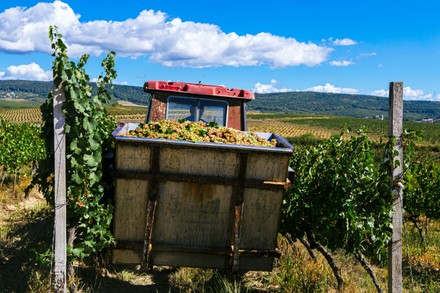 500 Grape varieties Stock Pictures, Editorial Images and Stock Photos ...