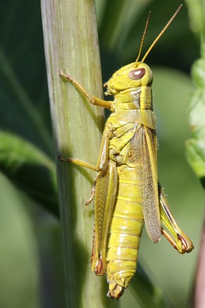 Two Striped Grasshopper Melanoplus Bivittatus Markham Editorial Stock ...