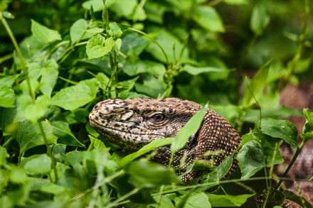Bengal Monitor Common Indian Monitor Varanus Editorial Stock Photo ...