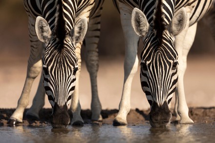 Stop Foaling Around Zebra Foal Smiles Editorial Stock Photo - Stock ...