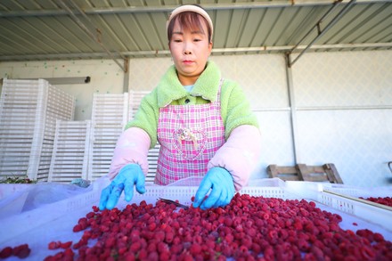 China Liaoning Shenyang Raspberry Harvest - 06 Sep 2022 Stock Pictures ...
