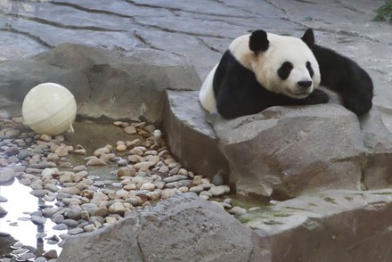 On September 7 2022 Giant Panda Editorial Stock Photo - Stock Image ...