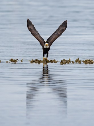 Bald Eagle Creates V Shape Wings Editorial Stock Photo - Stock Image ...