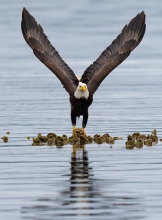 Bald Eagle Creates V Shape Wings Editorial Stock Photo - Stock Image ...