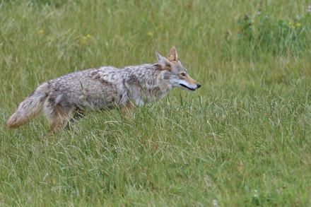 250 Prairie wolf Stock Pictures, Editorial Images and Stock Photos ...