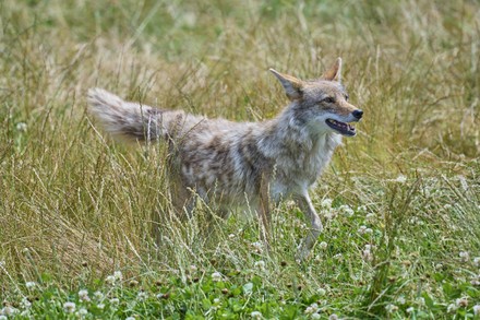 250 Prairie wolf Stock Pictures, Editorial Images and Stock Photos ...