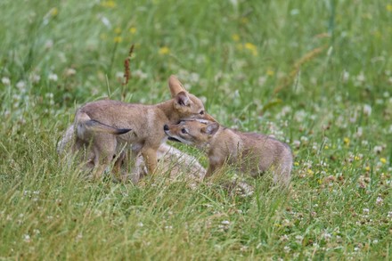 250 Prairie wolf Stock Pictures, Editorial Images and Stock Photos ...