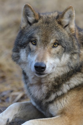 Wolf Canis Lupus Portrait Captive Editorial Stock Photo - Stock Image ...
