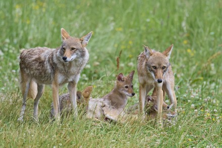 Kojote Canis Latrans Family Group Young Editorial Stock Photo - Stock ...