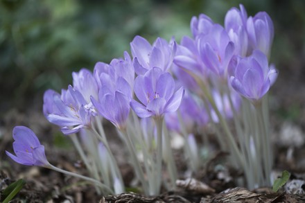 30,000 Flower plants Stock Pictures, Editorial Images and Stock Photos ...