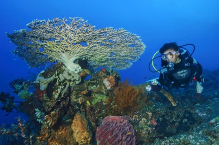 Diver Diving Swimming Through Coral Reef Editorial Stock Photo - Stock ...