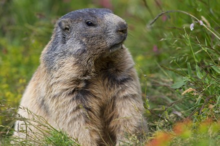500 Alpine marmots Stock Pictures, Editorial Images and Stock Photos ...