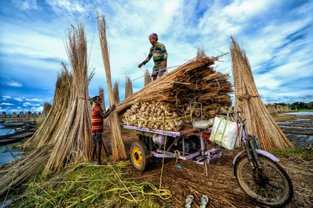 3 Motor transport crops Stock Pictures, Editorial Images and Stock ...