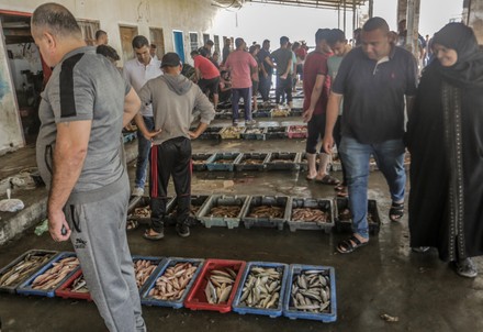 Palestinian fishermen display fish in Gaza, Palestine - 12 Sep 2022 ...