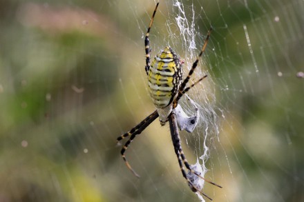 18 Corn spider Stock Pictures, Editorial Images and Stock Photos ...