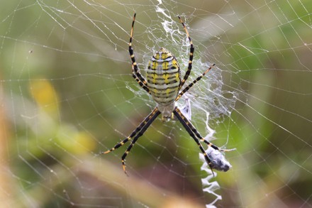 18 Corn spider Stock Pictures, Editorial Images and Stock Photos ...