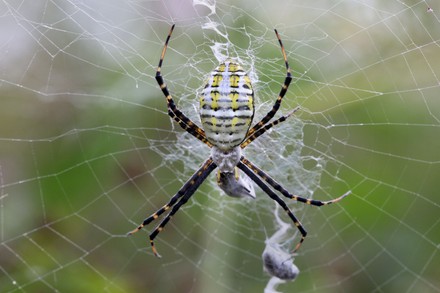18 Corn spider Stock Pictures, Editorial Images and Stock Photos ...