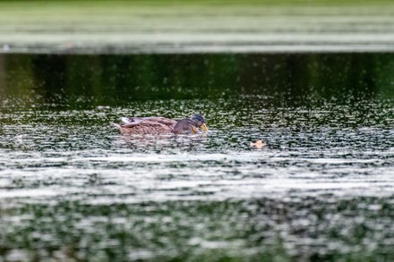 Ohio Waterfowl And Birds Of Prey At Miami Whitewater Forest In ...