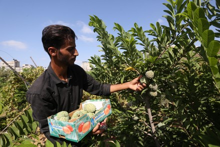 Palestinian Farmers Pick Custardapple Sugarapple Annona Editorial Stock ...