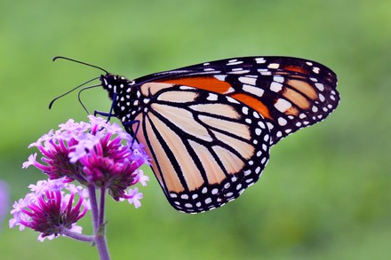 Monarch Butterfly Danaus Plexippus Drinking Nectar Editorial Stock ...