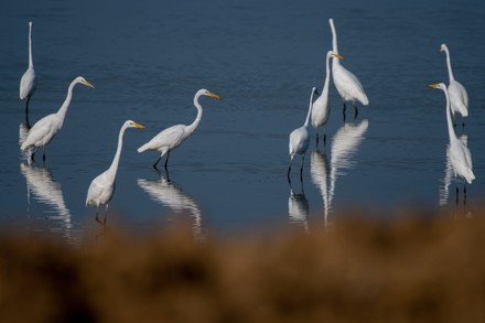 Great White Egrets Seen Near Wetlands Editorial Stock Photo - Stock ...