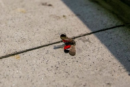 Dead Spotted Lanternfly Seen On Sidewalk Editorial Stock Photo - Stock ...
