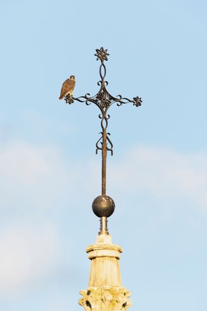 20,000 Church cross Stock Pictures, Editorial Images and Stock Photos ...