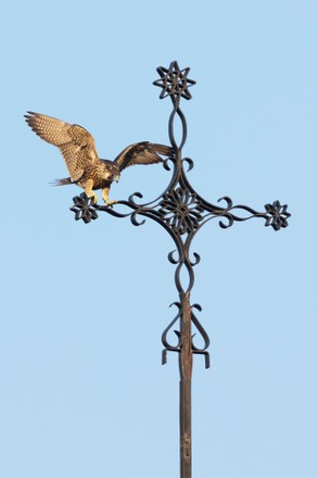 20,000 Church cross Stock Pictures, Editorial Images and Stock Photos ...