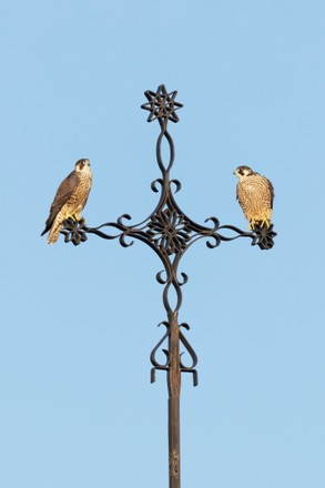 20,000 Church cross Stock Pictures, Editorial Images and Stock Photos ...