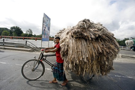 Farmers Take Husks Raw Jute Sale Editorial Stock Photo - Stock Image ...