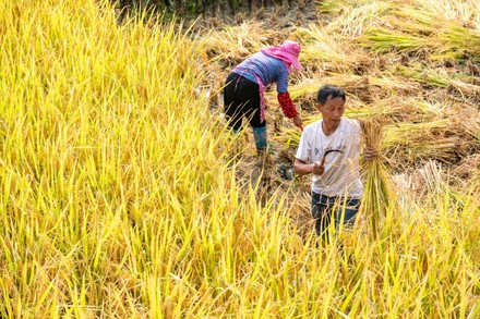 2,000 Production of rice Stock Pictures, Editorial Images and Stock ...