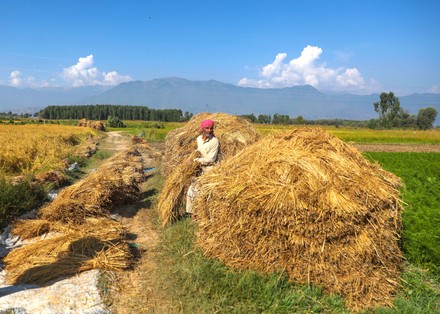 Kashmiri Farmer Works Paddy Field During Editorial Stock Photo - Stock ...