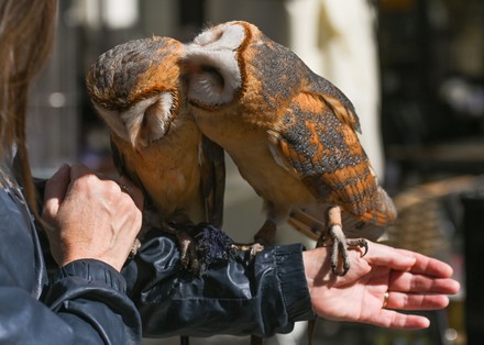 Woman Holds Couple Young Barn Owls Editorial Stock Photo - Stock Image ...