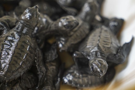 79 Baby ridley sea turtles Stock Pictures, Editorial Images and Stock ...