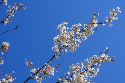 250 Types of cherry Stock Pictures, Editorial Images and Stock Photos ...