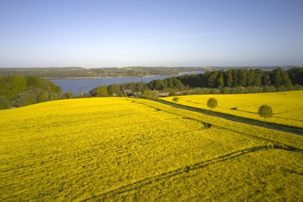 2,000 Oilseed farming Stock Pictures, Editorial Images and Stock Photos ...