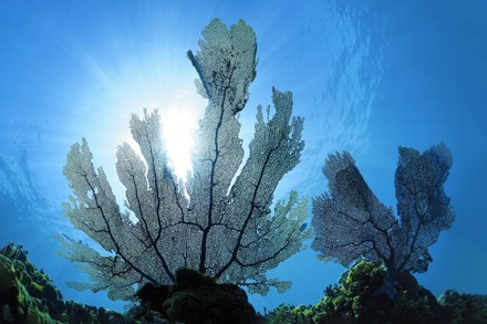 Common Sea Fan Gorgonia Ventalina Common Editorial Stock Photo - Stock ...