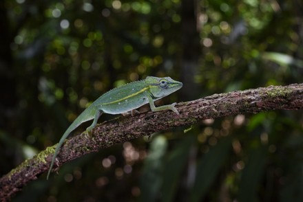 250 Rainforest chameleon Stock Pictures, Editorial Images and Stock ...