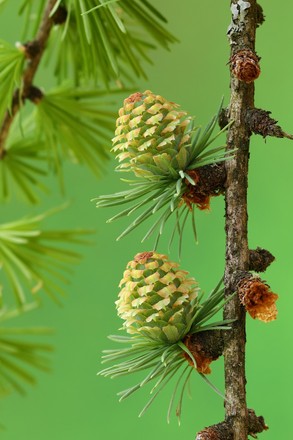 Female Flowers European Larch Larix Decidua Editorial Stock Photo ...