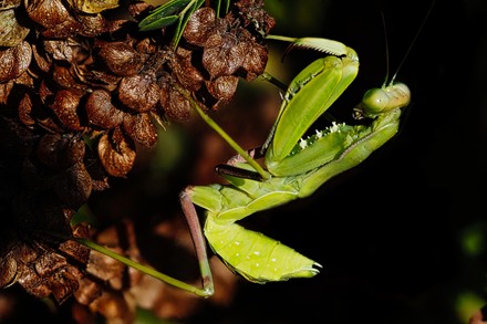 750 Praying mantis Stock Pictures, Editorial Images and Stock Photos ...