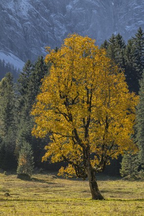 250 Maple ridge Stock Pictures, Editorial Images and Stock Photos ...