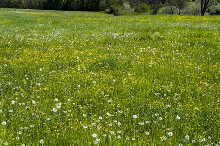 500 Dandelion meadows Stock Pictures, Editorial Images and Stock Photos | Shutterstock