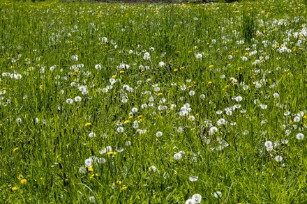500 Dandelion meadows Stock Pictures, Editorial Images and Stock Photos | Shutterstock
